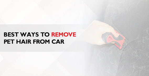 Easy Ways to Remove Pet Hair from Car